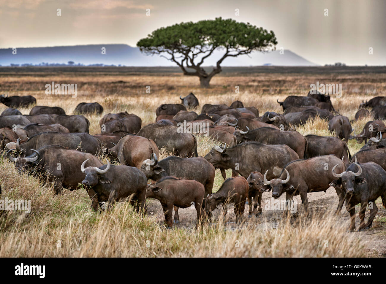 African Buffalo Syncerus Serengeti Tanzania Stockfotos und -bilder ...