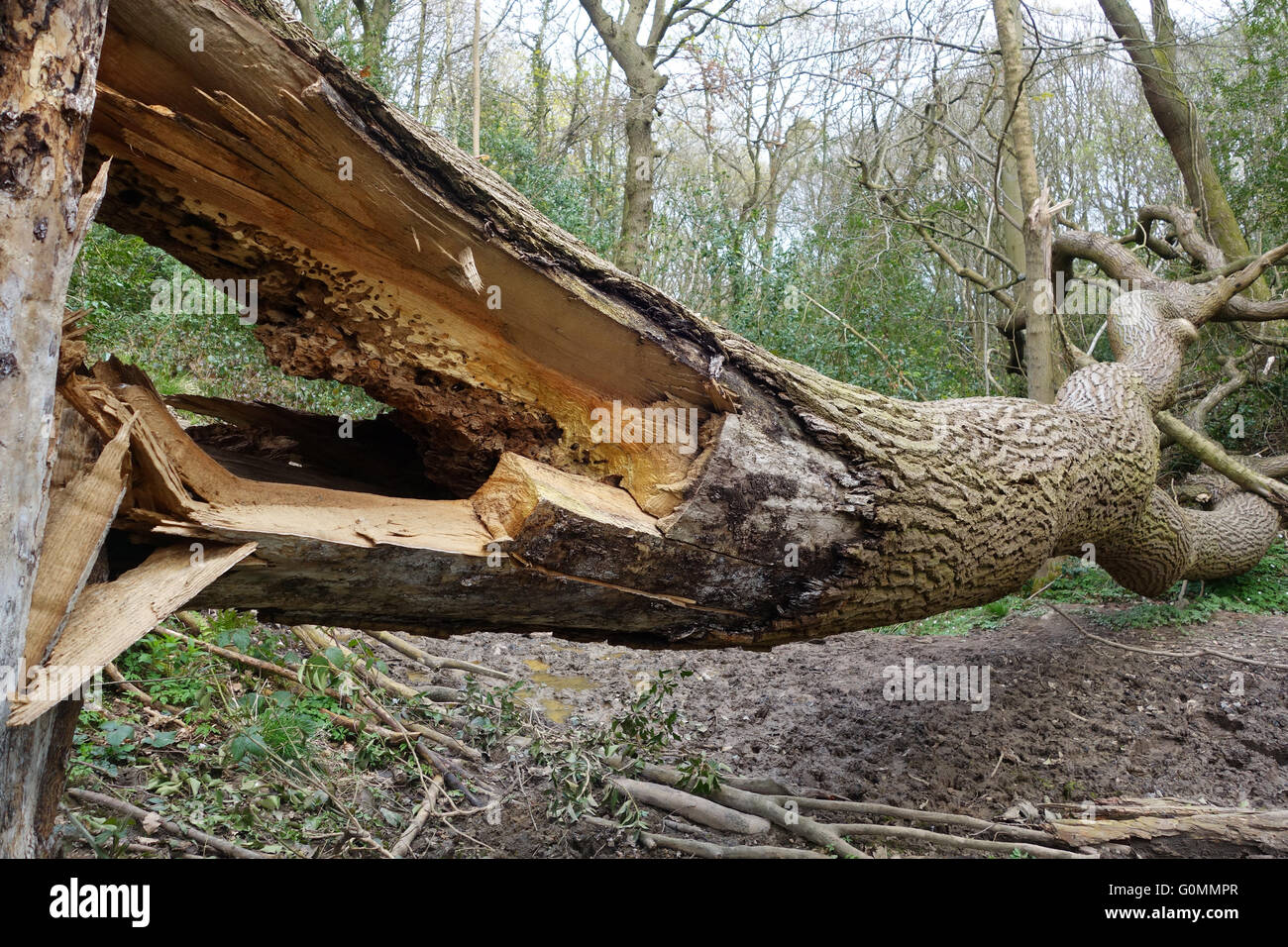 Gefallener Eschenbaum Stockfotos und -bilder Kaufen - Alamy