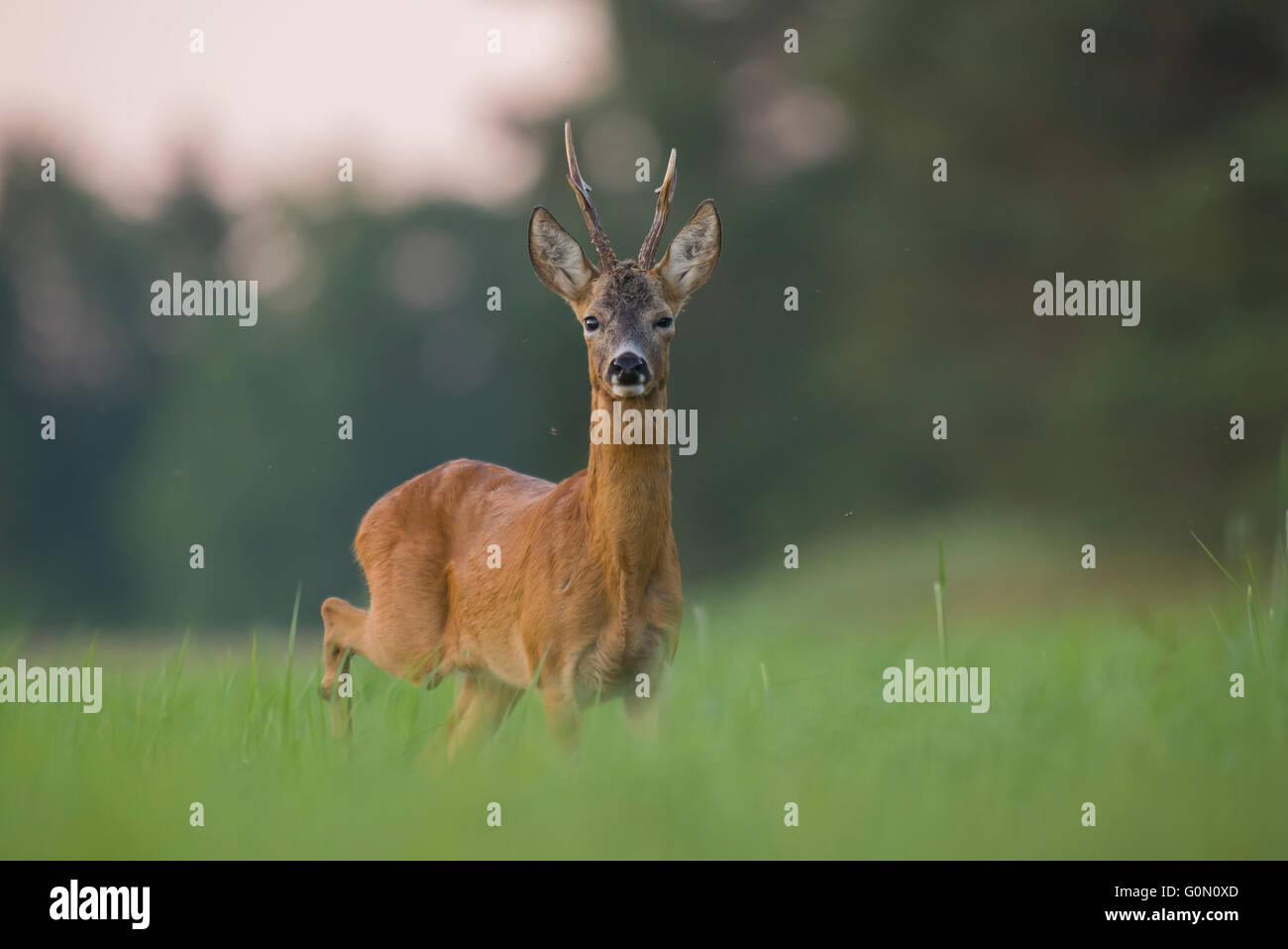 Der rehbock -Fotos und -Bildmaterial in hoher Auflösung – Alamy