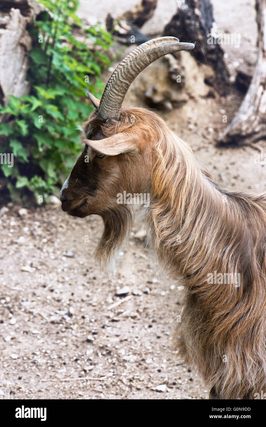 Ziegenbock Mit Langen Hörnern Stockfotos und -bilder Kaufen - Alamy
