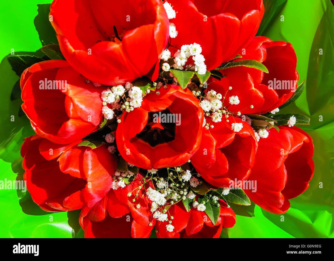 Rote rose und gypsophila -Fotos und -Bildmaterial in hoher Auflösung ...