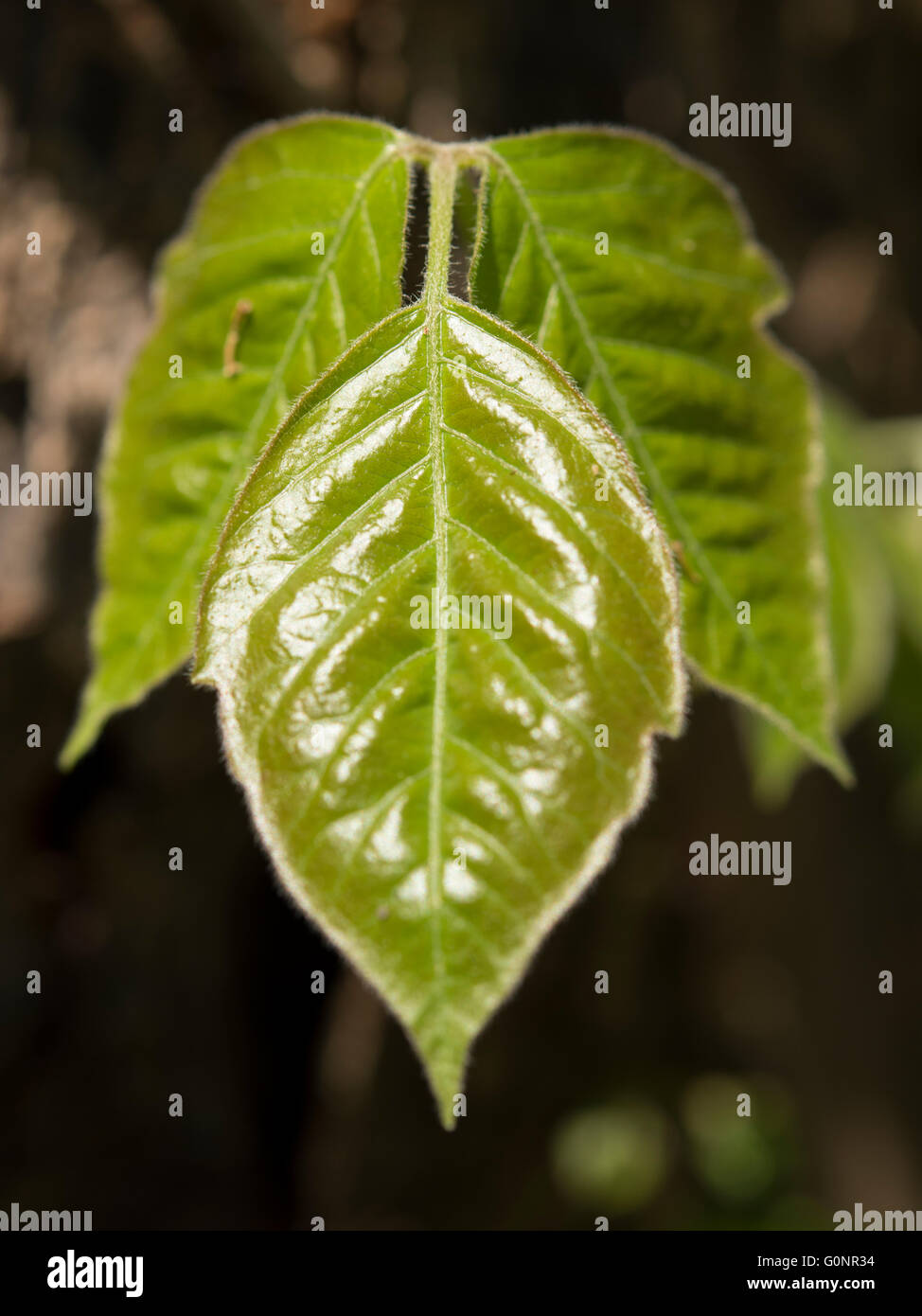 Allergisch Gegen Giftefeu Stockfotos und -bilder Kaufen - Alamy