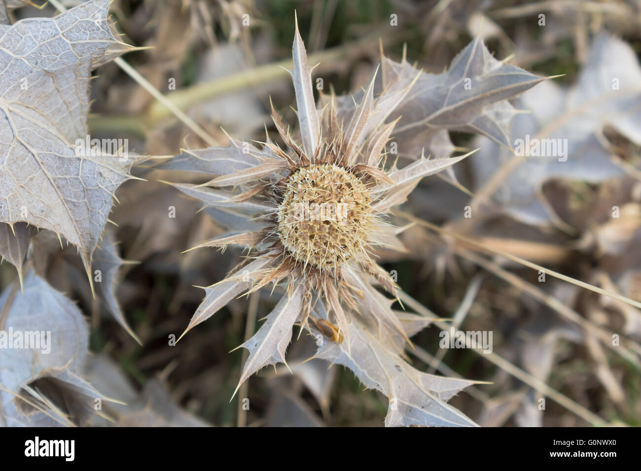 Graue distel -Fotos und -Bildmaterial in hoher Auflösung – Alamy