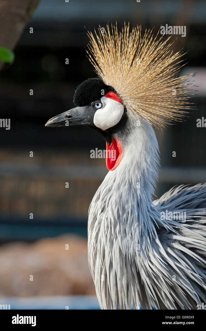 Wilde natur wildtiere -Fotos und -Bildmaterial in hoher Auflösung – Alamy