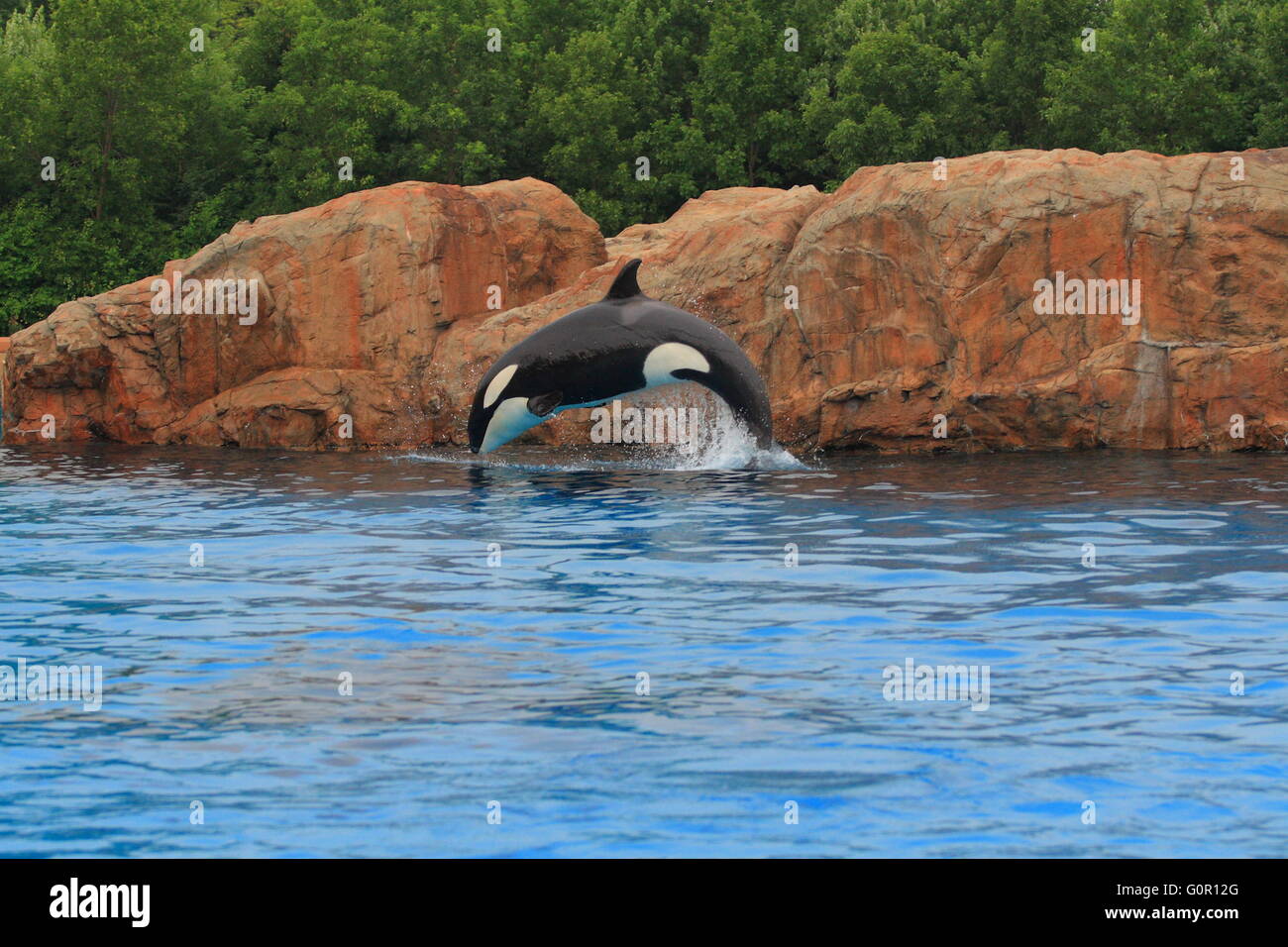 Killer whale orcinus orca isolated -Fotos und -Bildmaterial in hoher ...