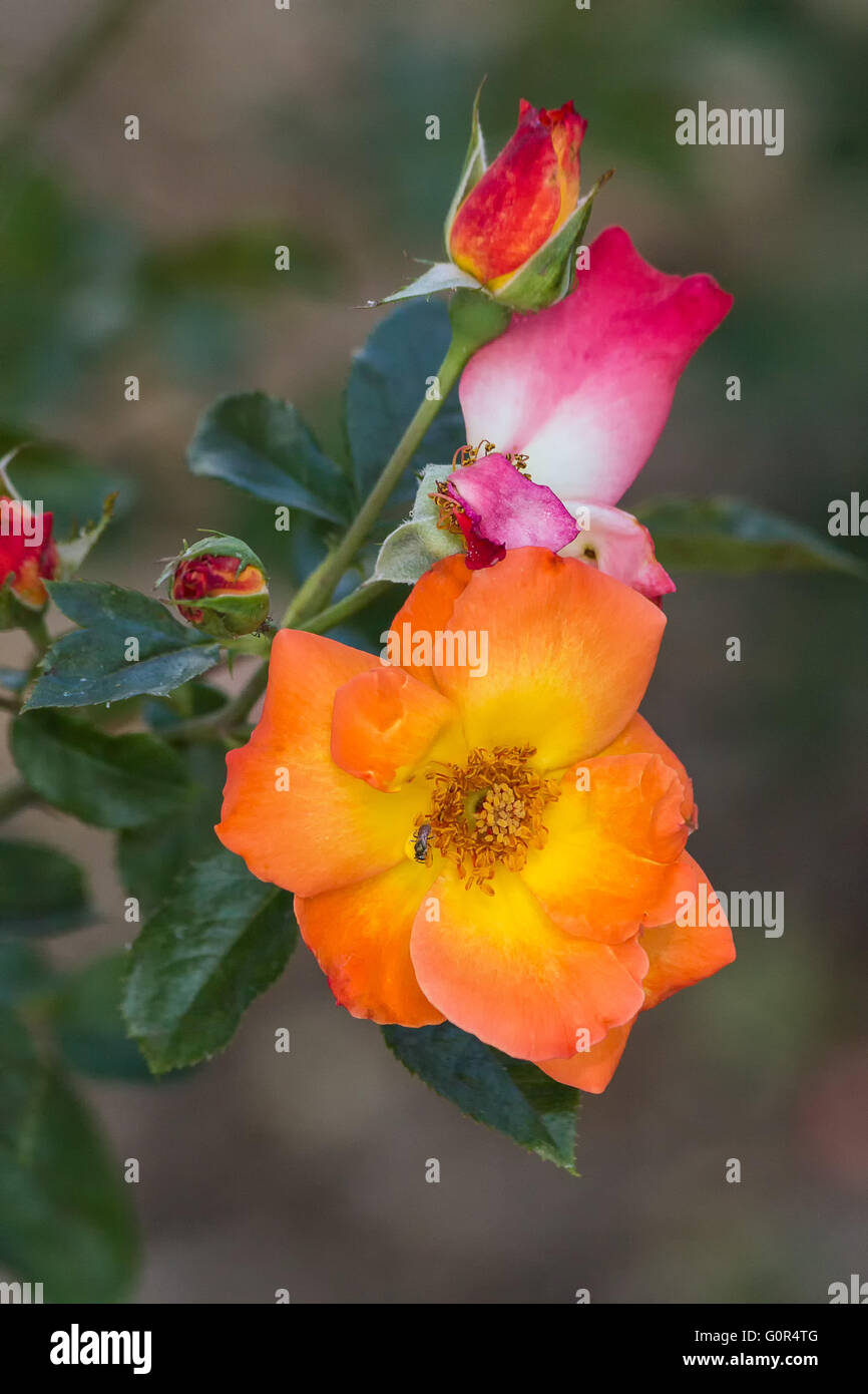Rote und orange rosen -Fotos und -Bildmaterial in hoher Auflösung – Alamy