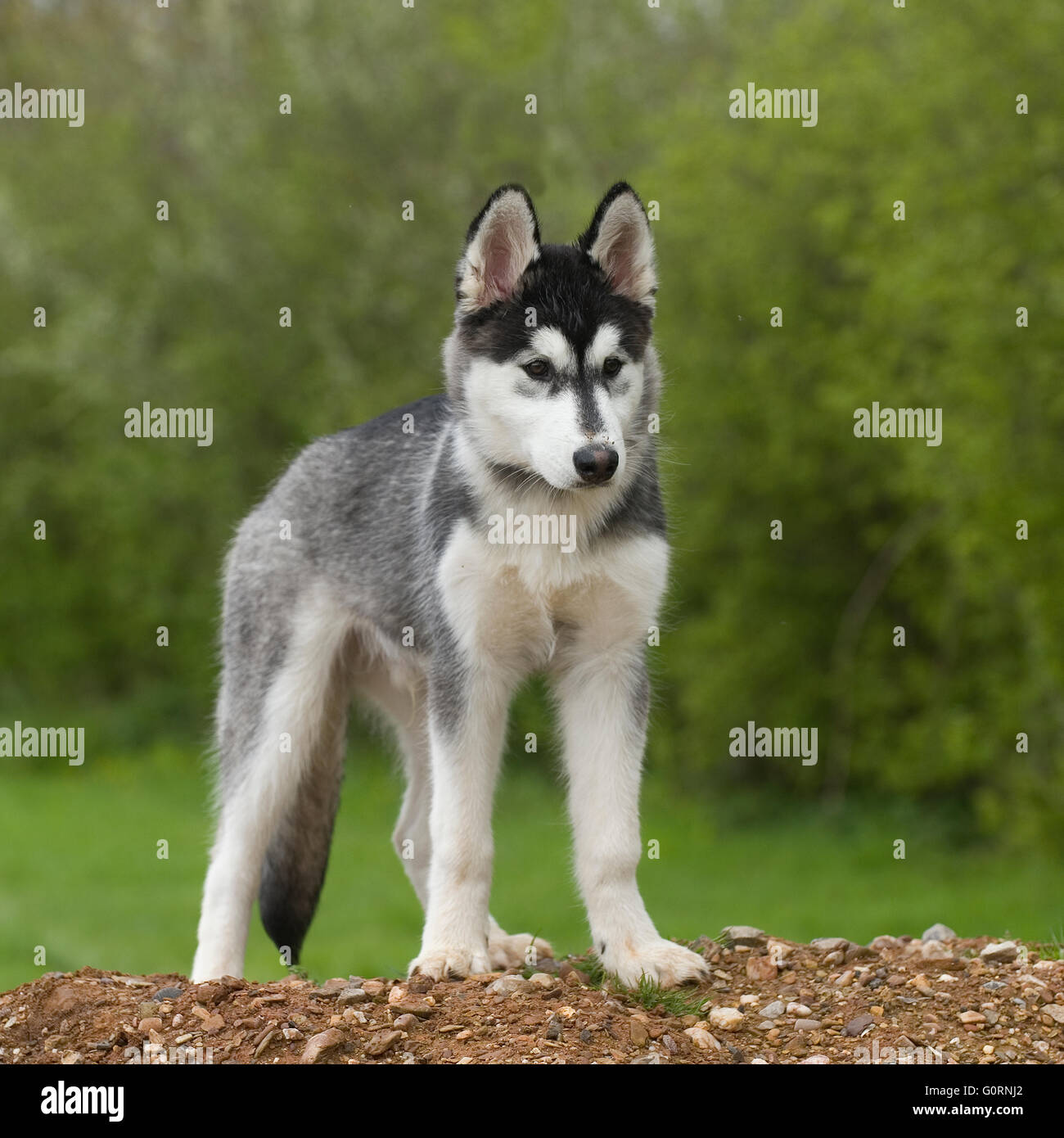 Siberian husky puppy -Fotos und -Bildmaterial in hoher Auflösung – Alamy