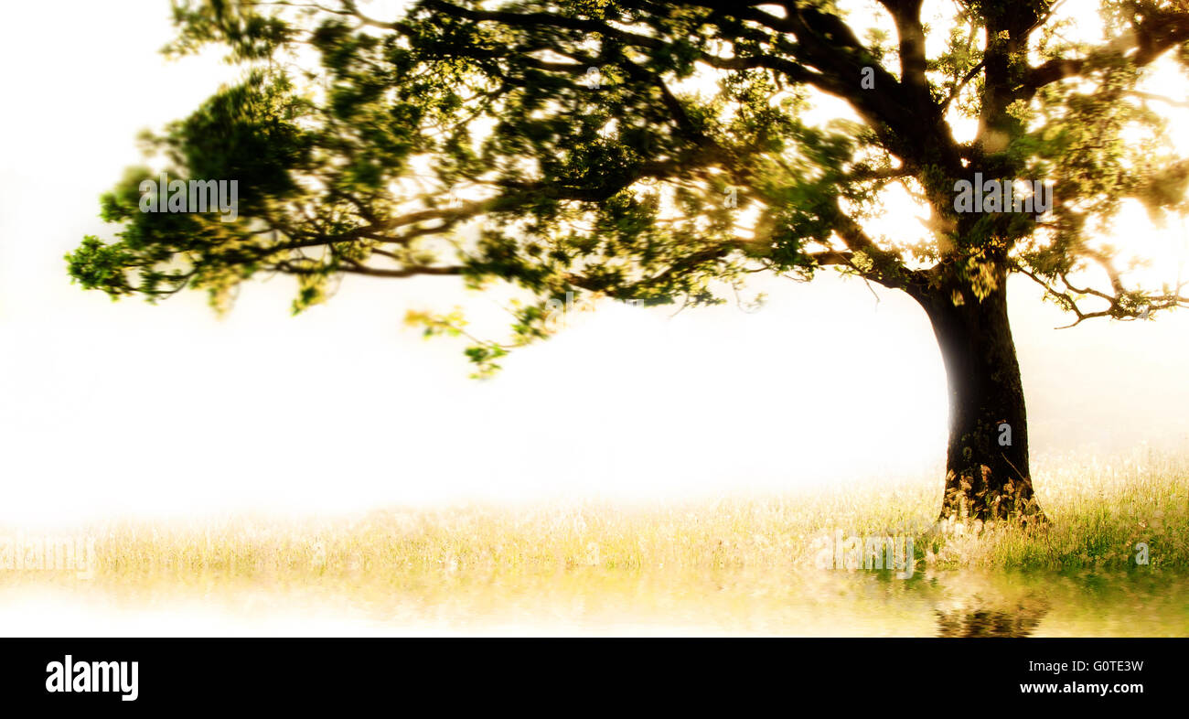 Baum im wind wiegen -Fotos und -Bildmaterial in hoher Auflösung – Alamy