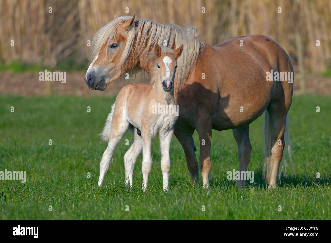 Haflinger Pferde, Stute und Fohlen auf Wiese Stockfotografie - Alamy