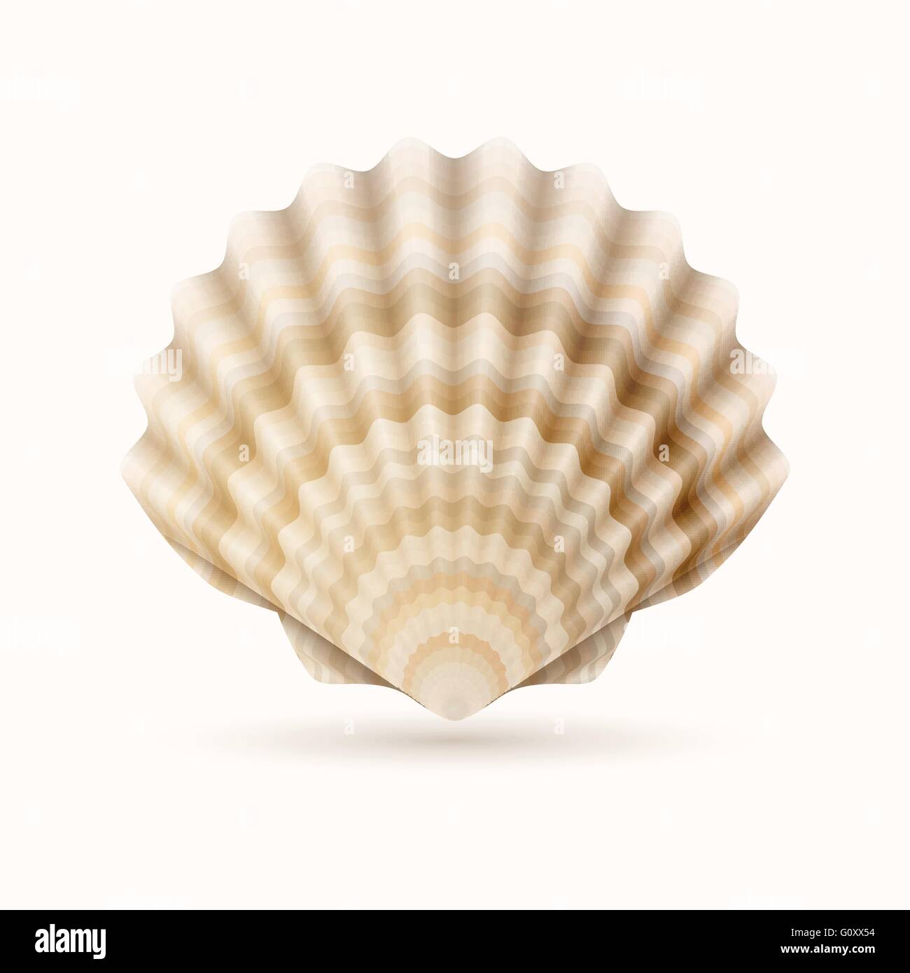 Detaillierte Vektor-Illustration der Muschel Stock-Vektorgrafik - Alamy