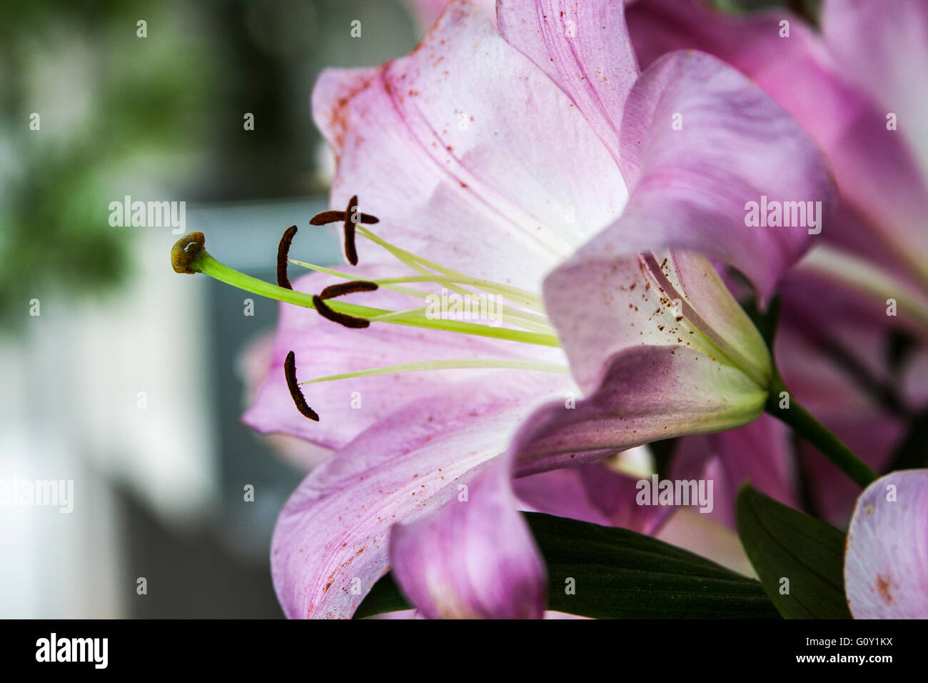 Liliaceae Lilium. Rosa Lilium hautnah Stockfotografie - Alamy