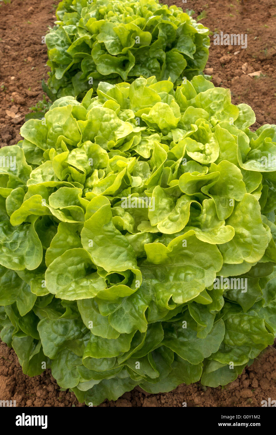 Gemahlener salat -Fotos und -Bildmaterial in hoher Auflösung – Alamy