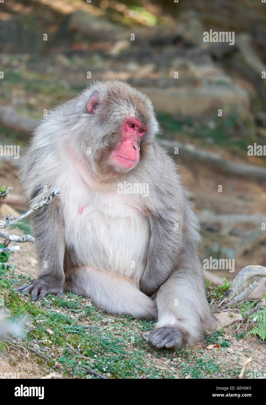 Grauer makak -Fotos und -Bildmaterial in hoher Auflösung – Alamy