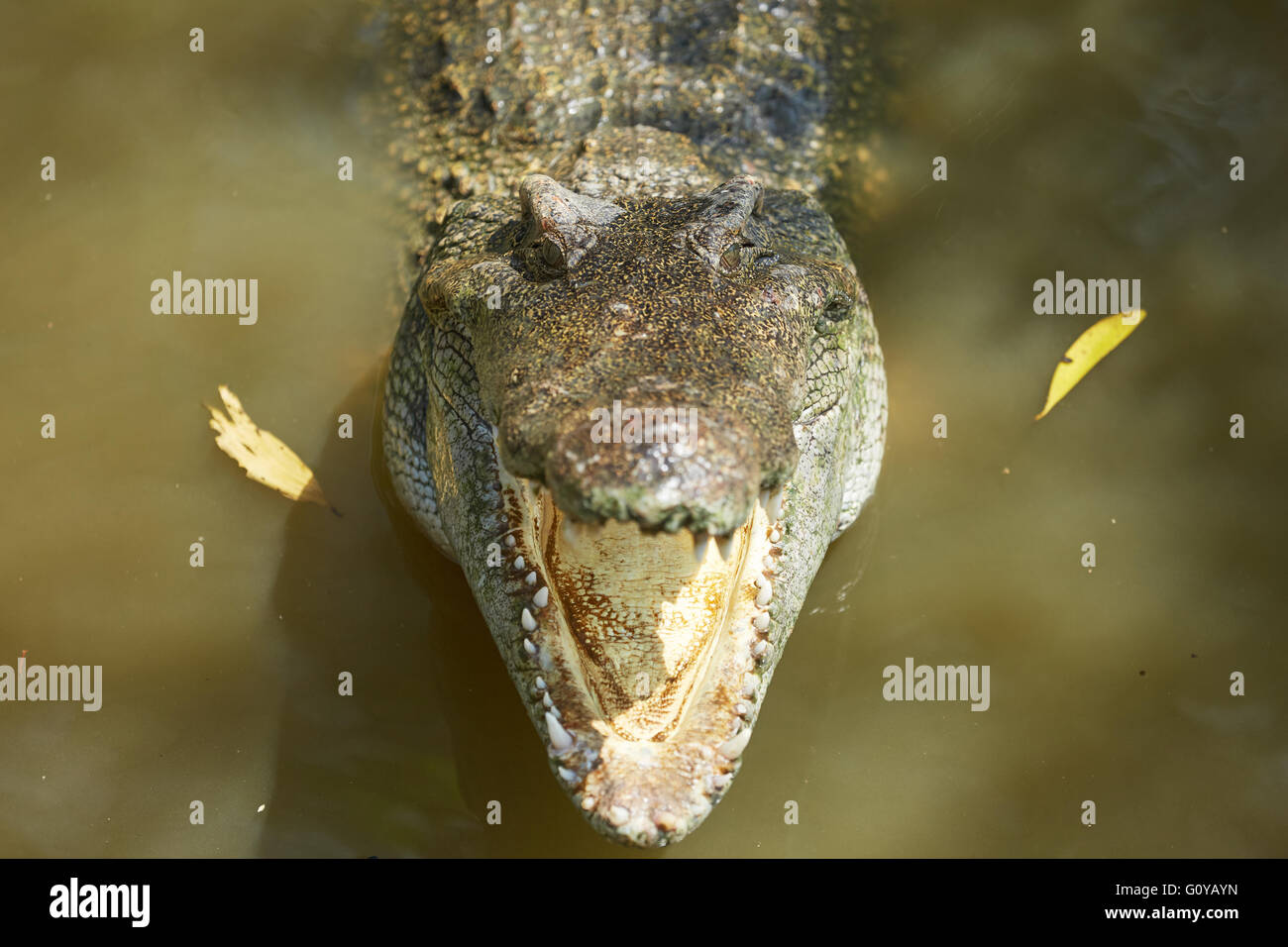 Krokodil im zoo -Fotos und -Bildmaterial in hoher Auflösung – Alamy