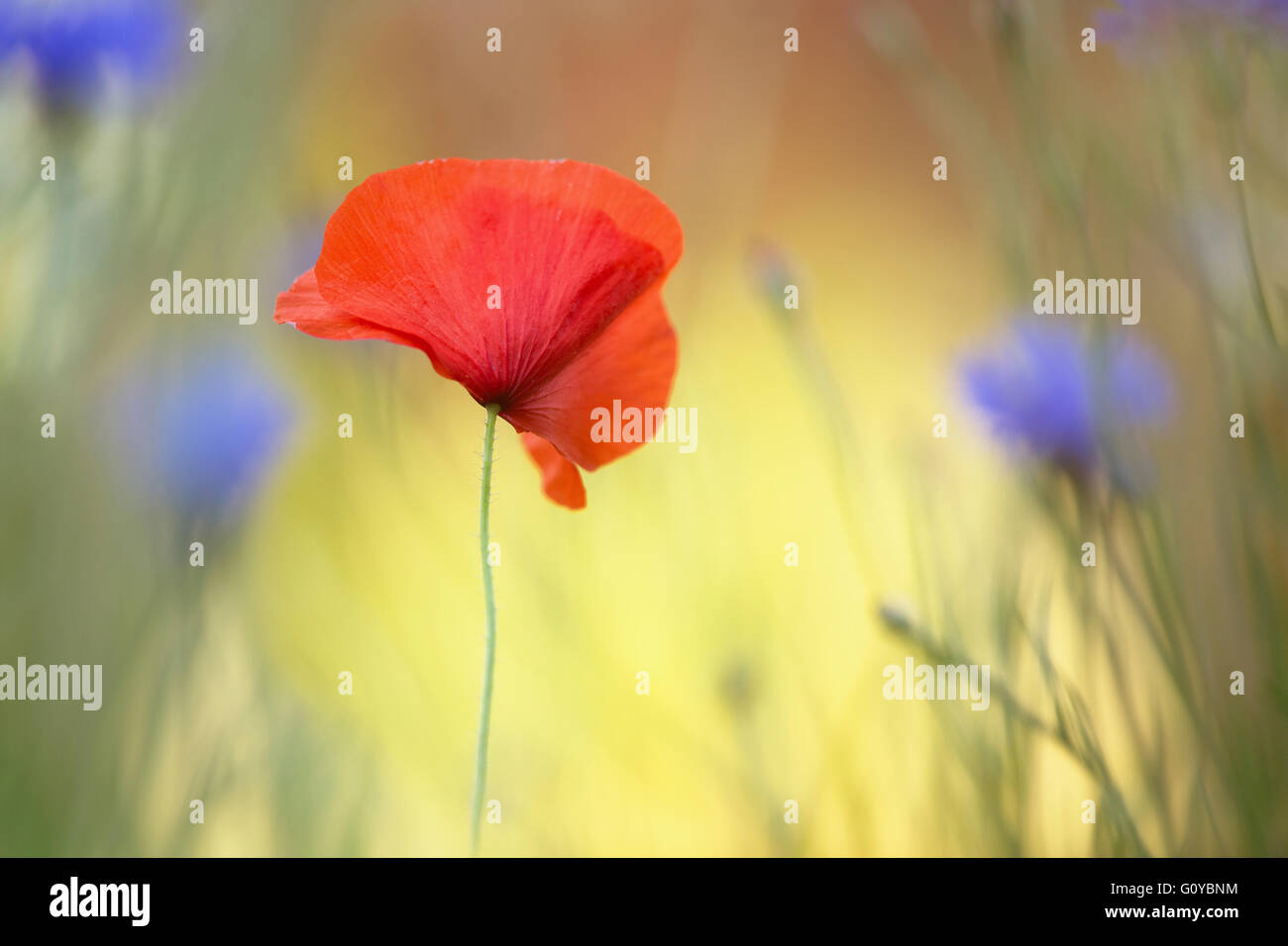 Belguim nationalblume -Fotos und -Bildmaterial in hoher Auflösung – Alamy