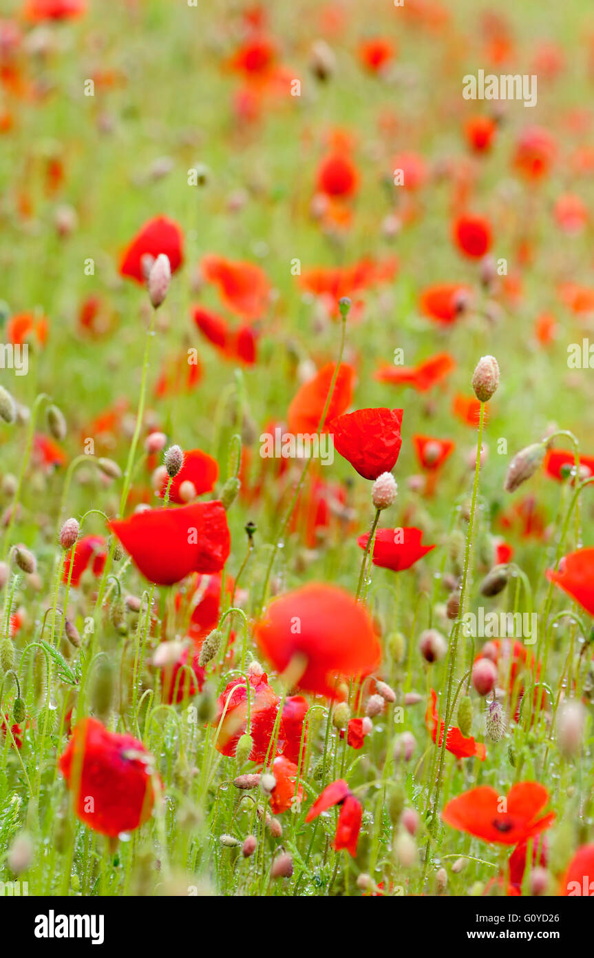Belguim nationalblume -Fotos und -Bildmaterial in hoher Auflösung – Alamy