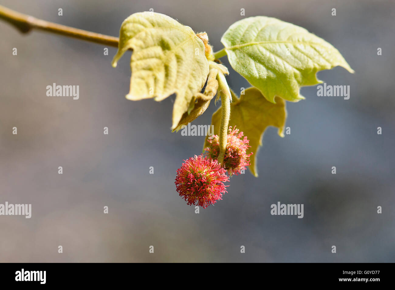 Platanus acerifolia london plane tree -Fotos und -Bildmaterial in hoher ...