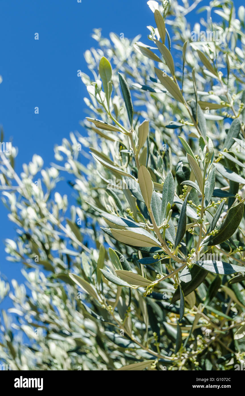 Arbre ornamental -Fotos und -Bildmaterial in hoher Auflösung – Alamy