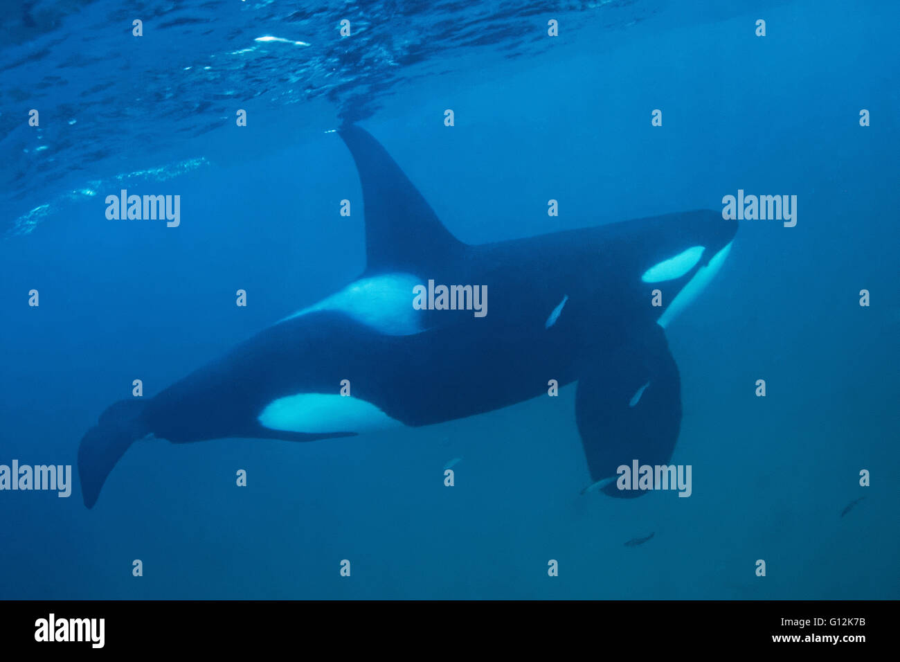 Orca schwertwal -Fotos und -Bildmaterial in hoher Auflösung – Alamy