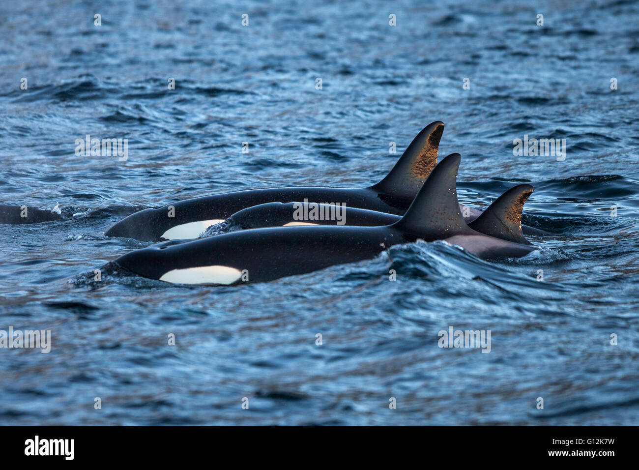 Orca schwertwal -Fotos und -Bildmaterial in hoher Auflösung – Alamy