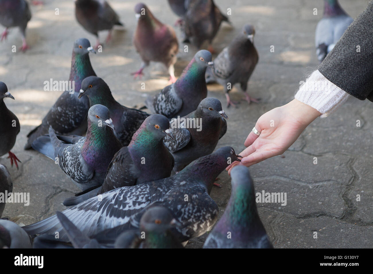 Lustige taube -Fotos und -Bildmaterial in hoher Auflösung – Alamy