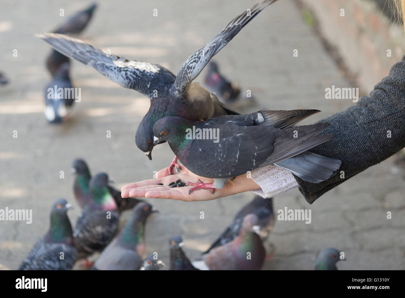 Lustige taube -Fotos und -Bildmaterial in hoher Auflösung – Alamy