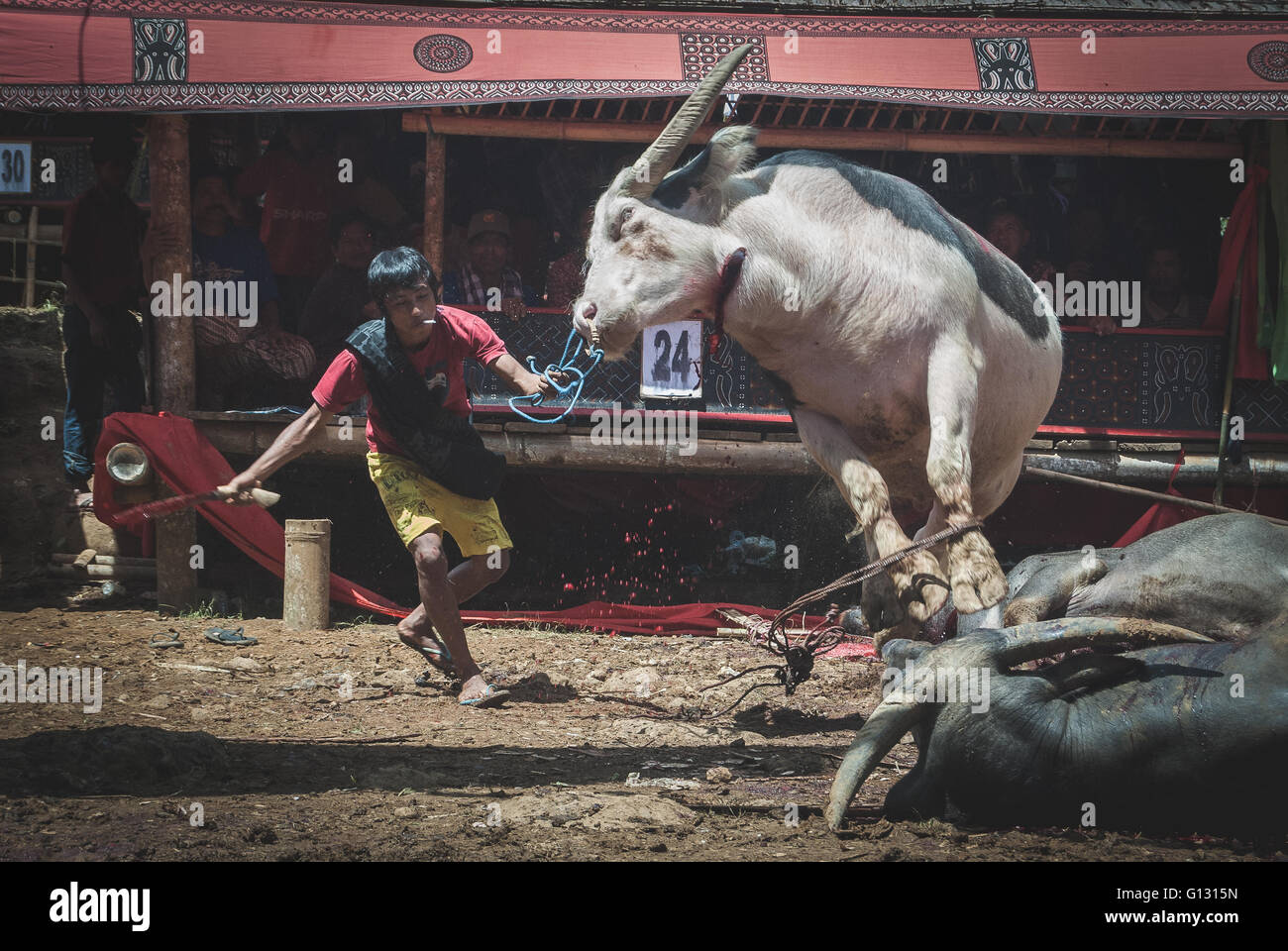 Bullen schlachten -Fotos und -Bildmaterial in hoher Auflösung – Alamy