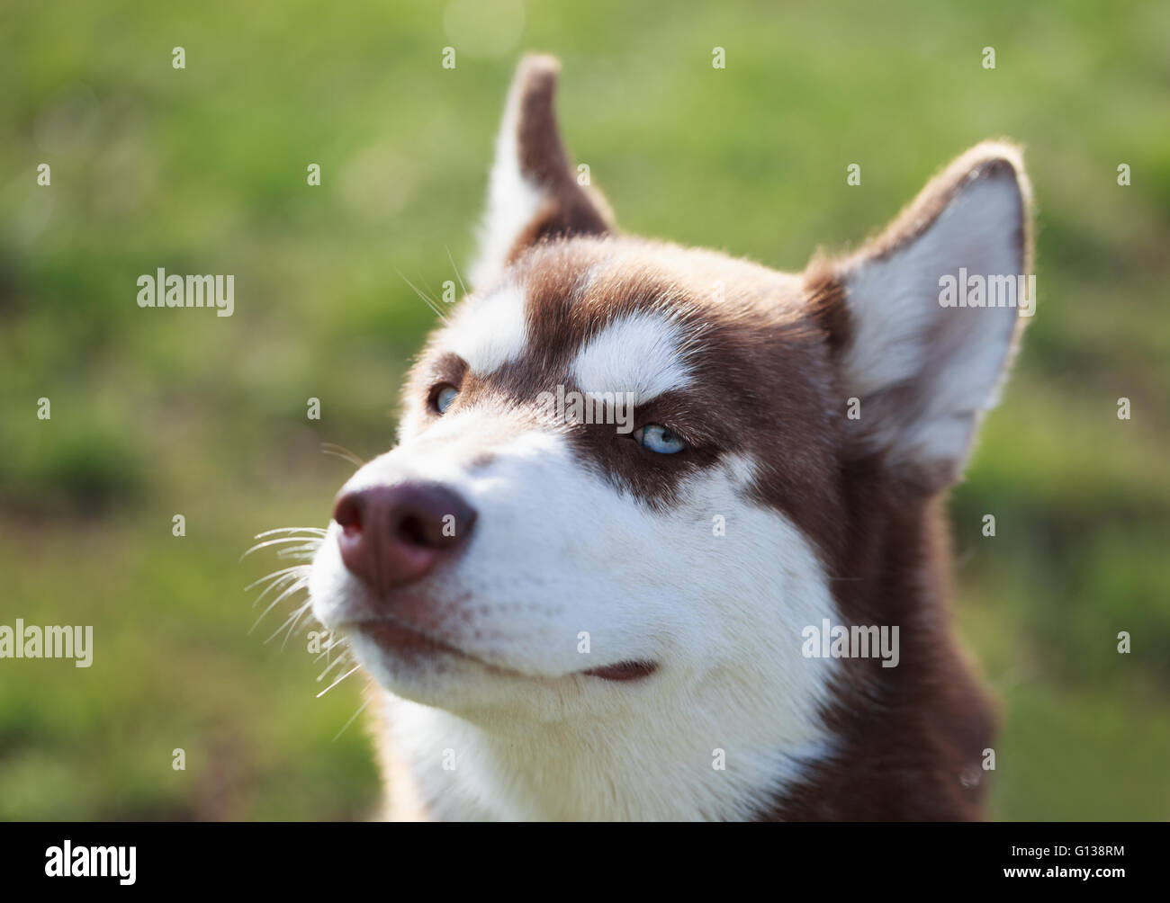 Brauner Husky Stockfotos und -bilder Kaufen - Alamy