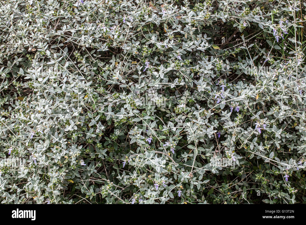Teucrium arten -Fotos und -Bildmaterial in hoher Auflösung – Alamy
