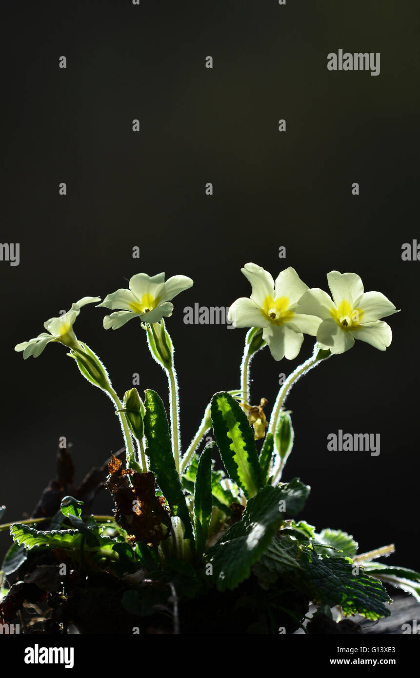 Primel foto -Fotos und -Bildmaterial in hoher Auflösung – Alamy