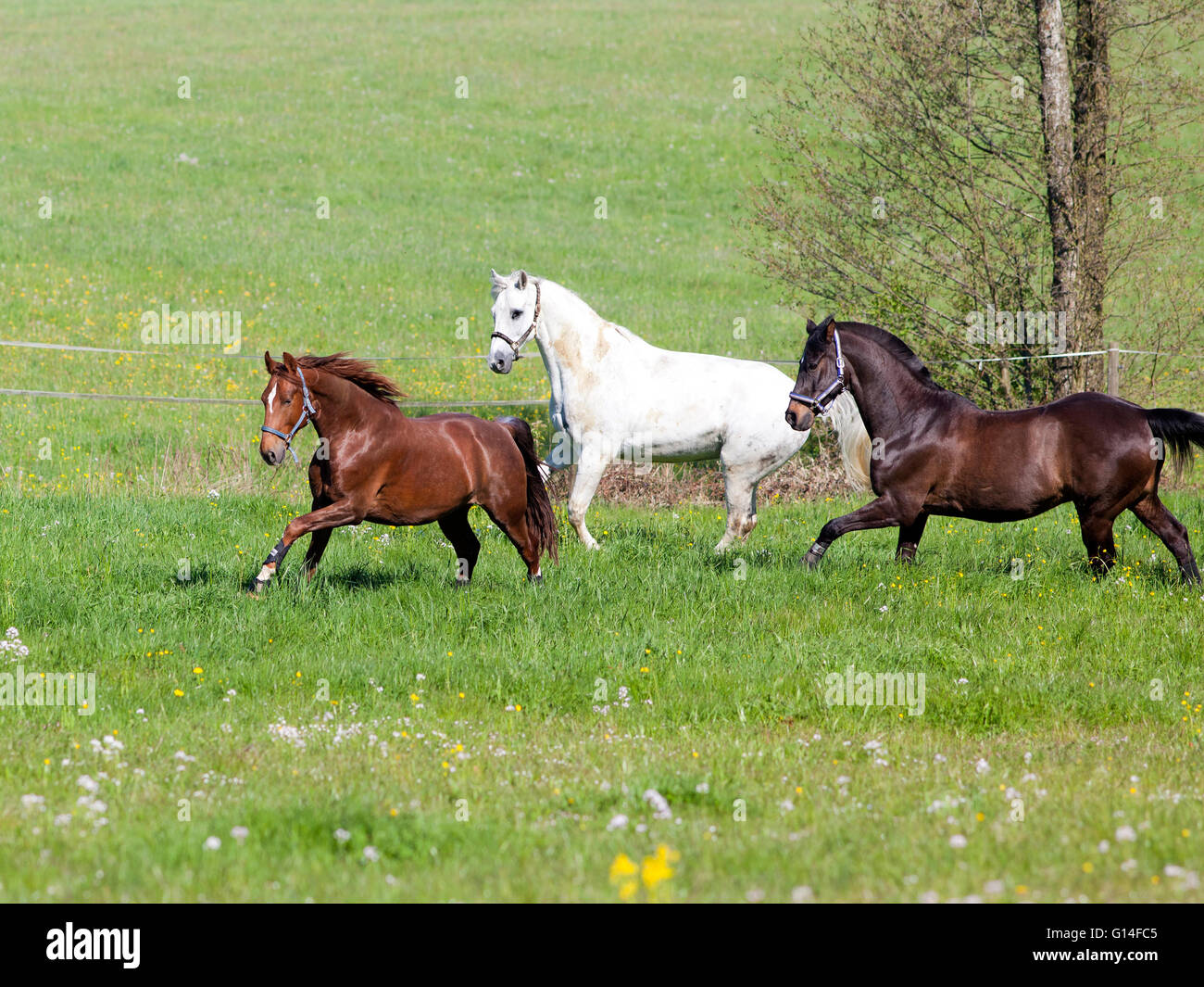 Pferde Galoppieren Stockfotos und -bilder Kaufen - Alamy
