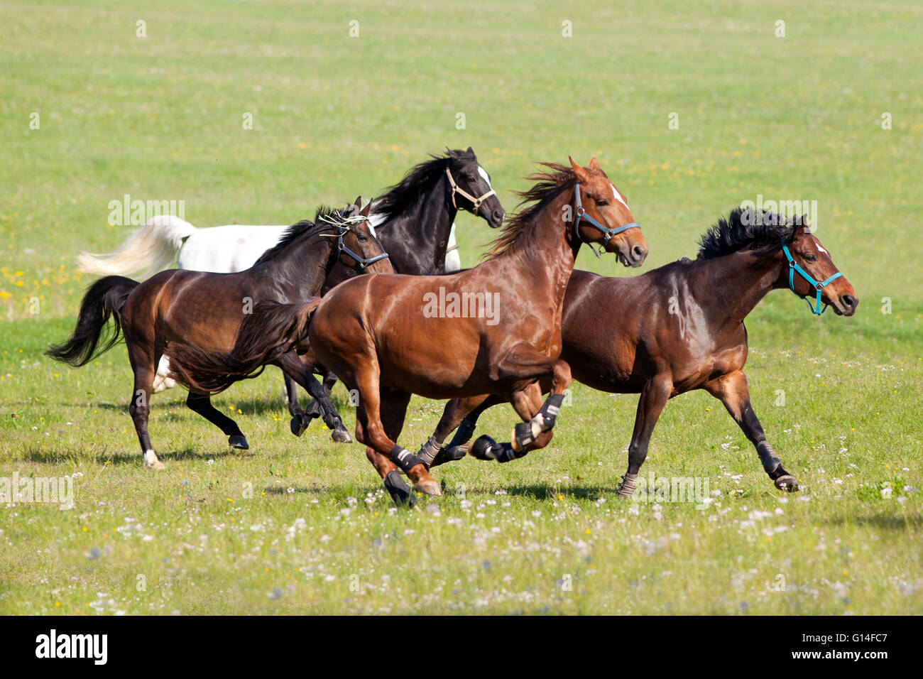 Schneller Galopp Stockfotos und -bilder Kaufen - Alamy