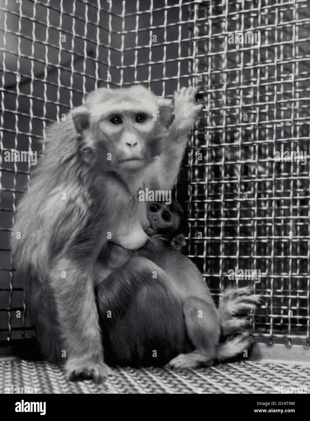 Experimente von harry harlow -Fotos und -Bildmaterial in hoher ...