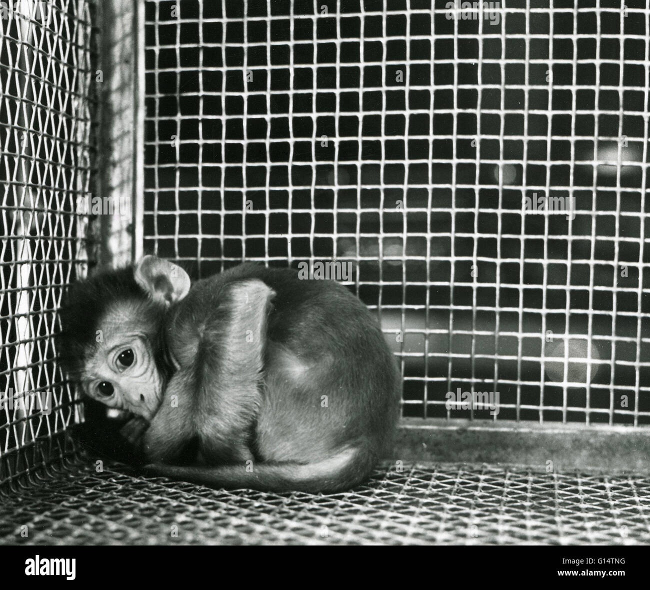 Harry harlow rhesus affen -Fotos und -Bildmaterial in hoher Auflösung ...