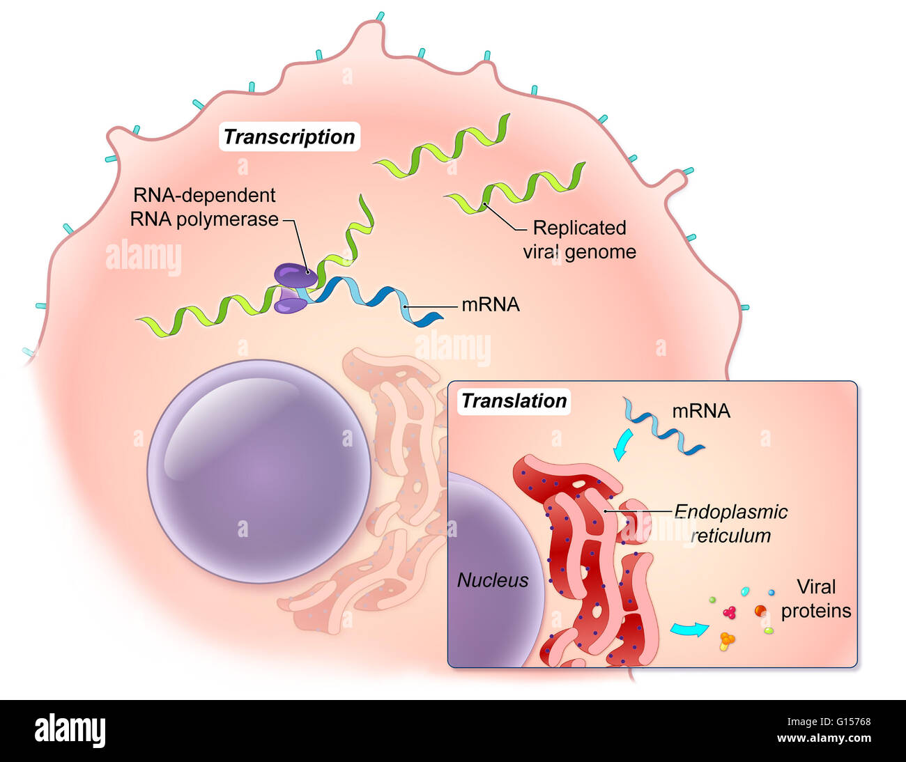 Virus replication -Fotos und -Bildmaterial in hoher Auflösung – Alamy