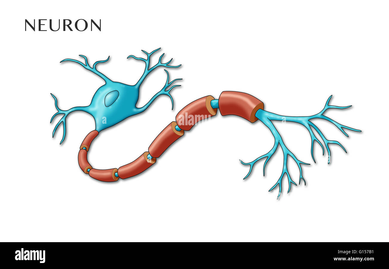 Motor Neuron Stockfotos und -bilder Kaufen - Alamy