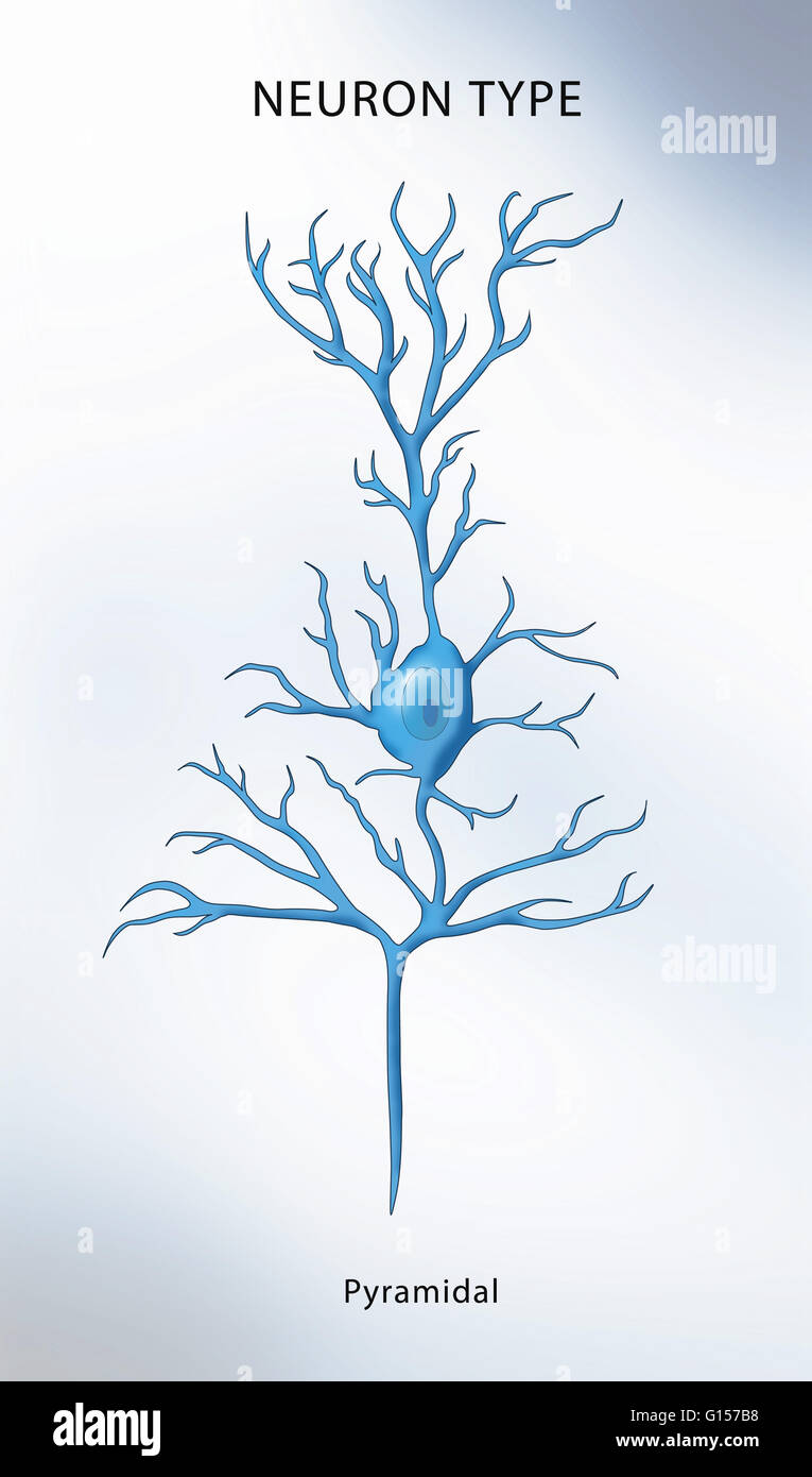 Abbildung von einem pyramidenförmigen Neurons (pyramidale Zellen) sind ...
