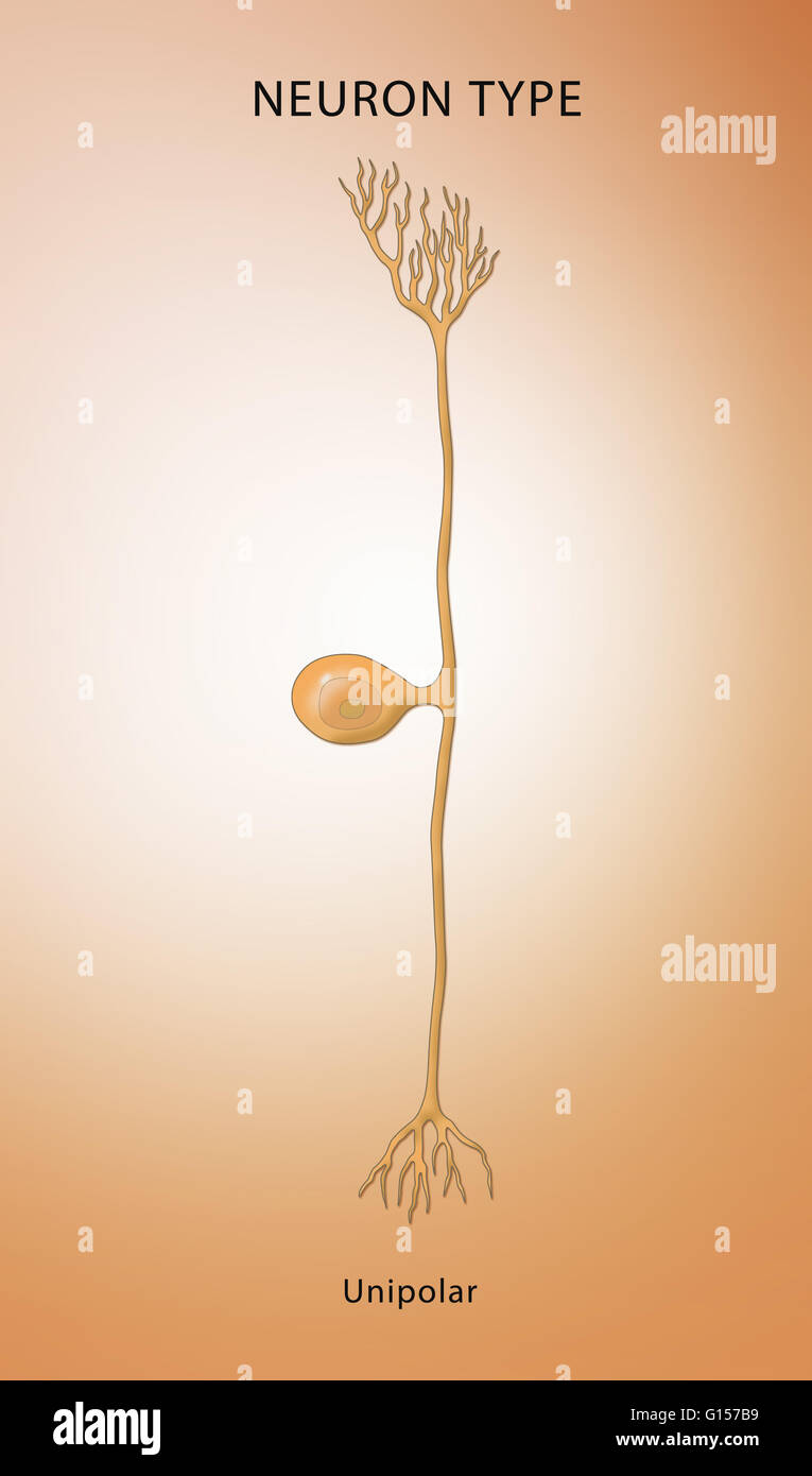 Unipolar Neuron Neuron Unipolare Kenhub