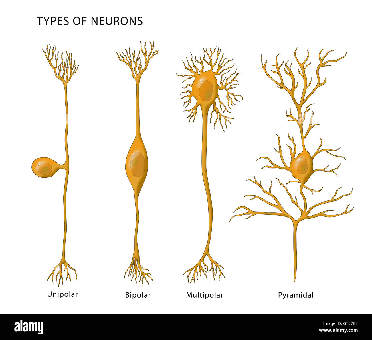 Unipolar Neuron Neuron Unipolare Kenhub Unipolar Neuron Neuron Unipolare Kenhub