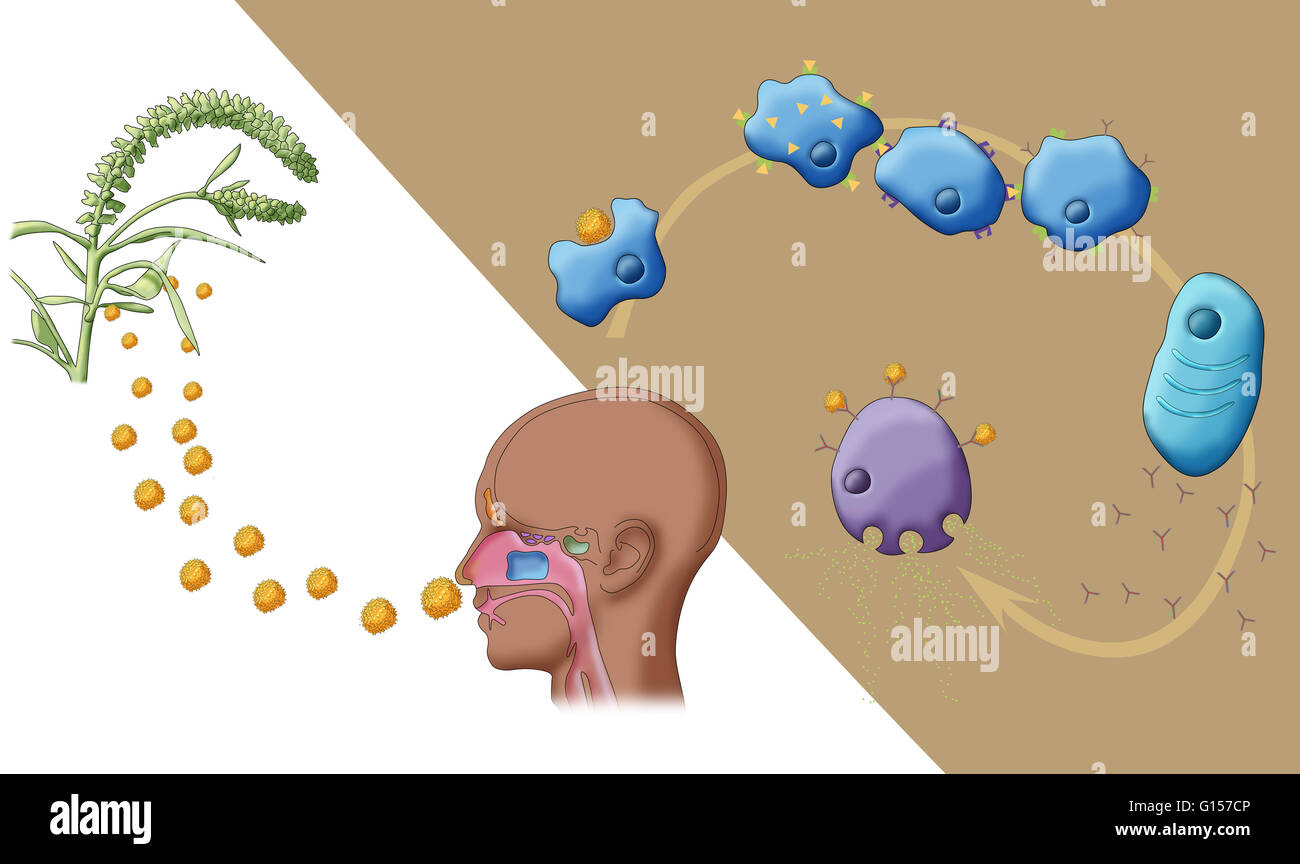 Activated macrophage -Fotos und -Bildmaterial in hoher Auflösung – Alamy