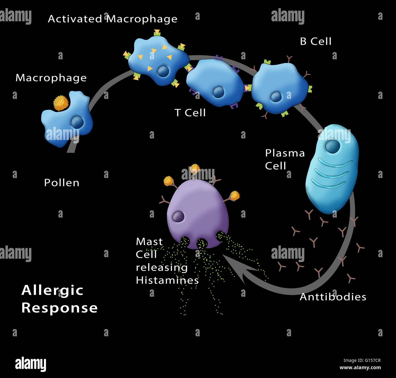 Activated macrophage -Fotos und -Bildmaterial in hoher Auflösung – Alamy