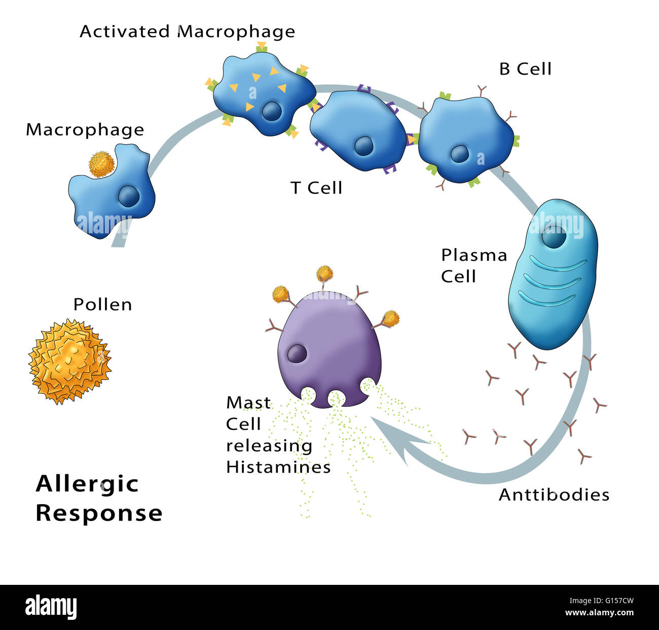 Activated macrophage -Fotos und -Bildmaterial in hoher Auflösung – Alamy