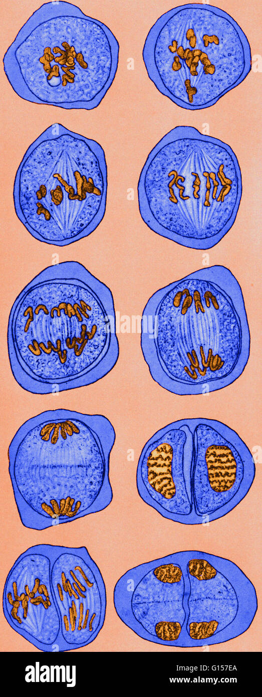 Cell division diagram -Fotos und -Bildmaterial in hoher Auflösung – Alamy