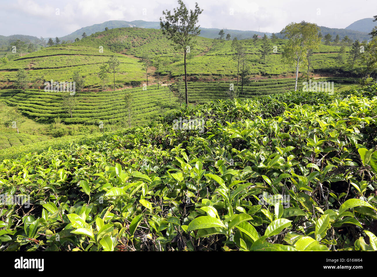 Bio teeplantage -Fotos und -Bildmaterial in hoher Auflösung – Alamy