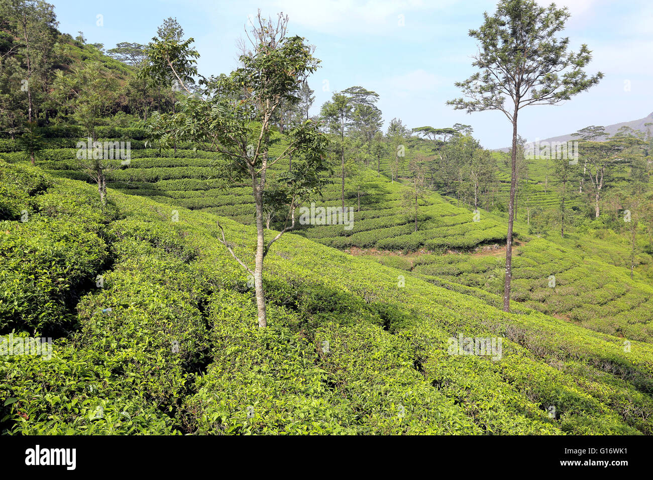 Bio teeplantage -Fotos und -Bildmaterial in hoher Auflösung – Alamy