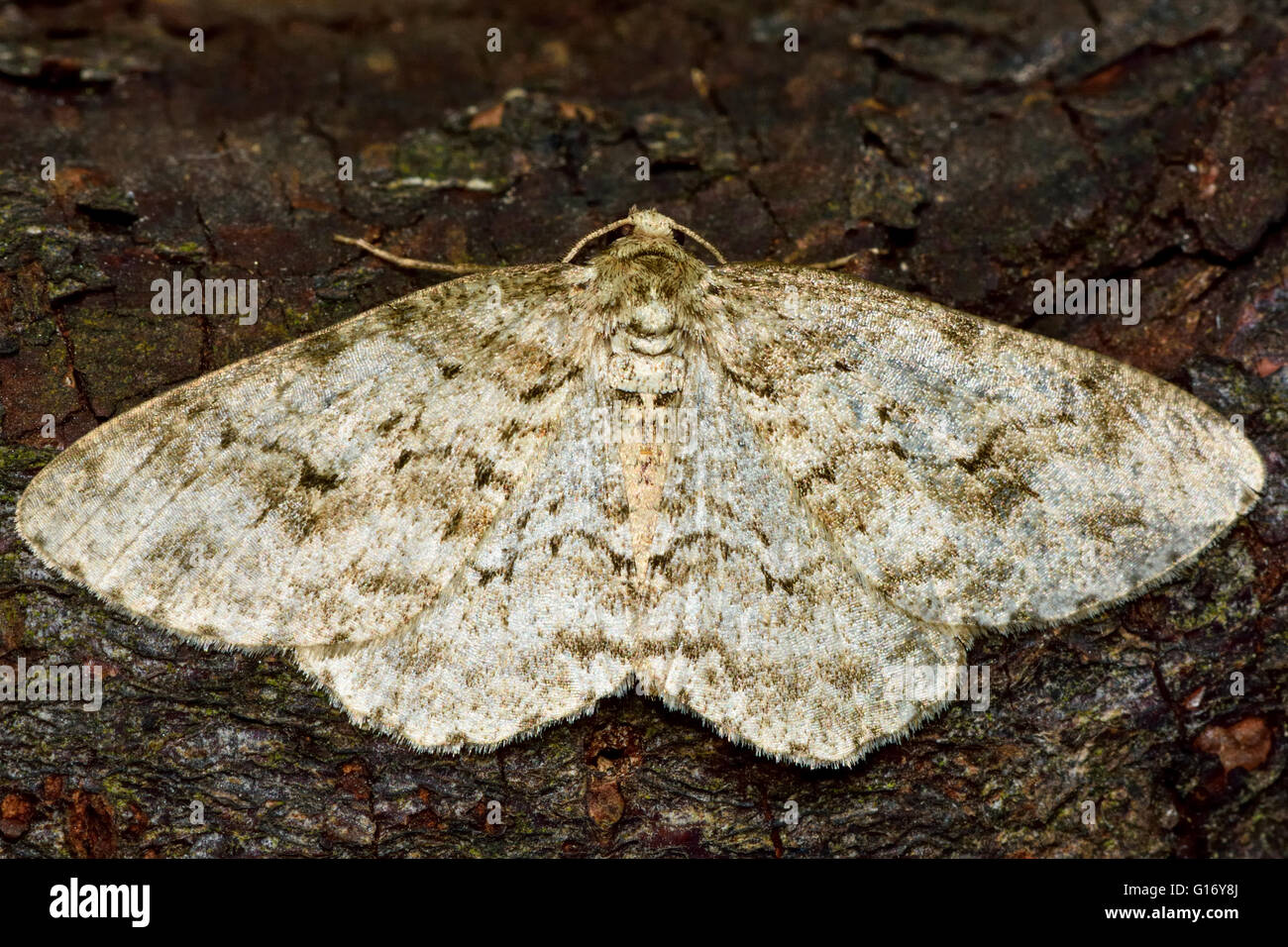 Die engrailed Falter von oben (Ectropis Bistortata). Britische Insekt ...