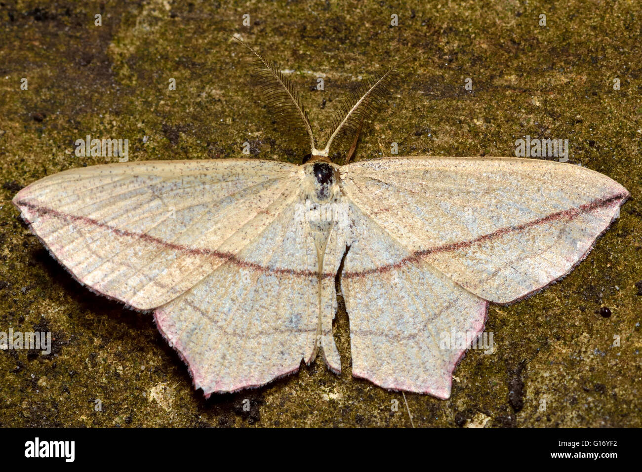 Timandra griseata -Fotos und -Bildmaterial in hoher Auflösung – Alamy