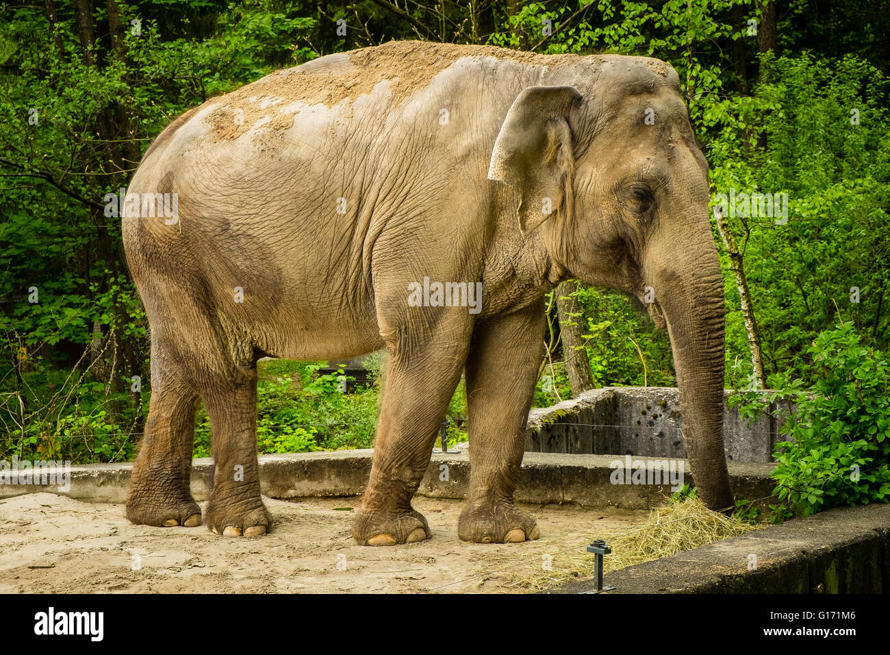 Tierwelt natur -Fotos und -Bildmaterial in hoher Auflösung – Alamy
