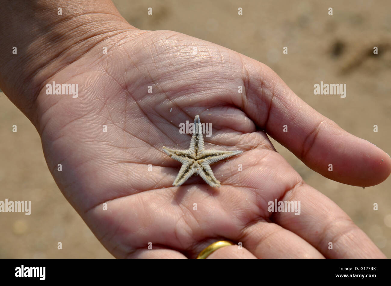 Kleiner seestern am strand -Fotos und -Bildmaterial in hoher Auflösung ...