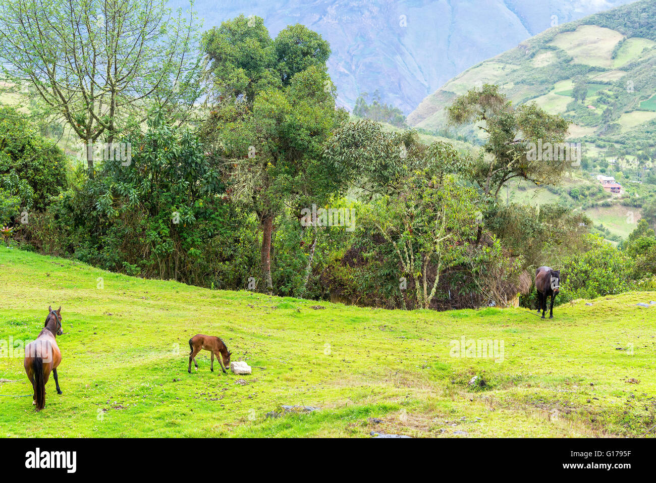 Pferde in landschaft mit ruinen -Fotos und -Bildmaterial in hoher ...